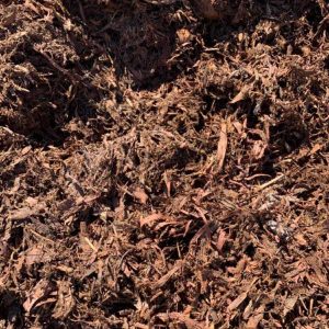 2 Inch Hoop Pines – North Brisbane Landscapes